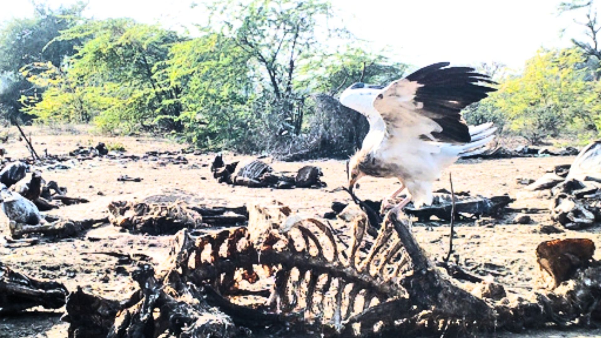 Feral Dogs are Adding to the Woes of India's Endangered Vultures ...