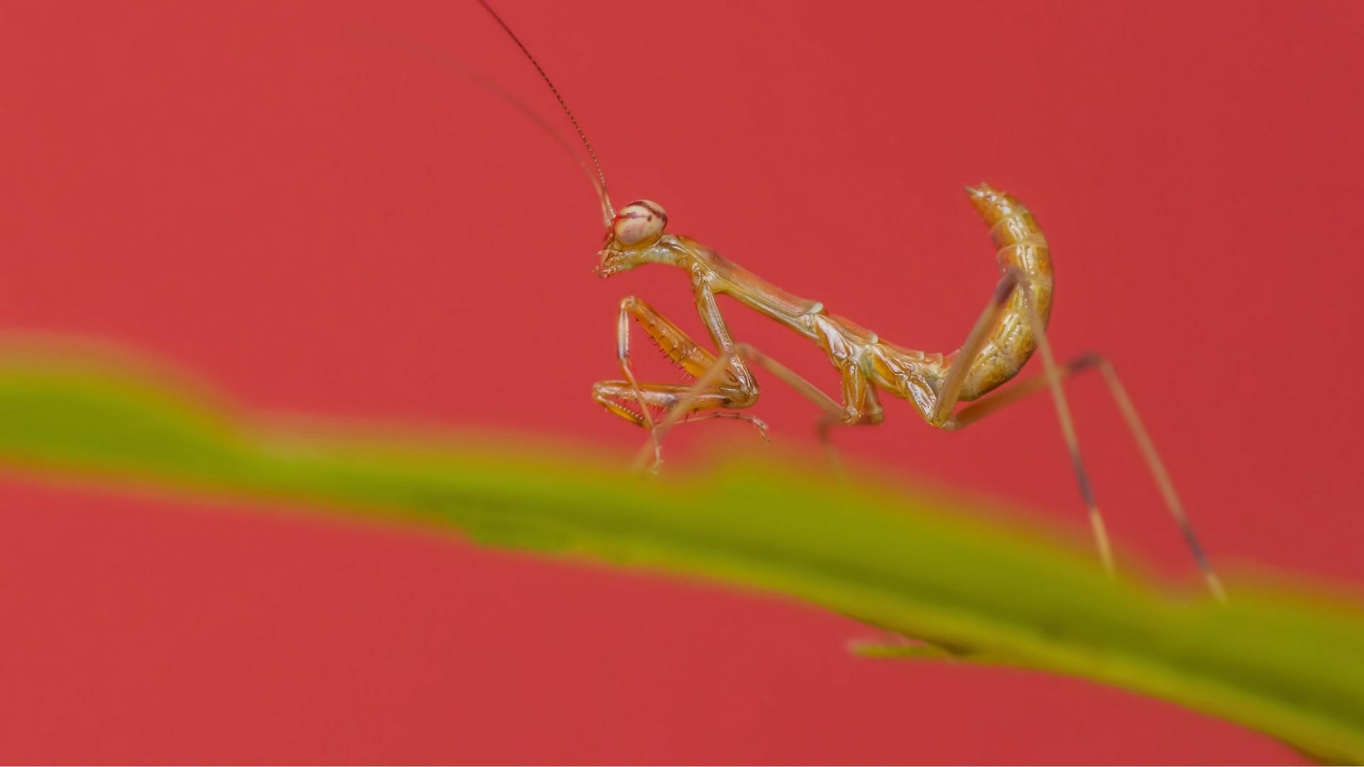 Understanding stereovision of mantis and mechanism of eye sight of ...