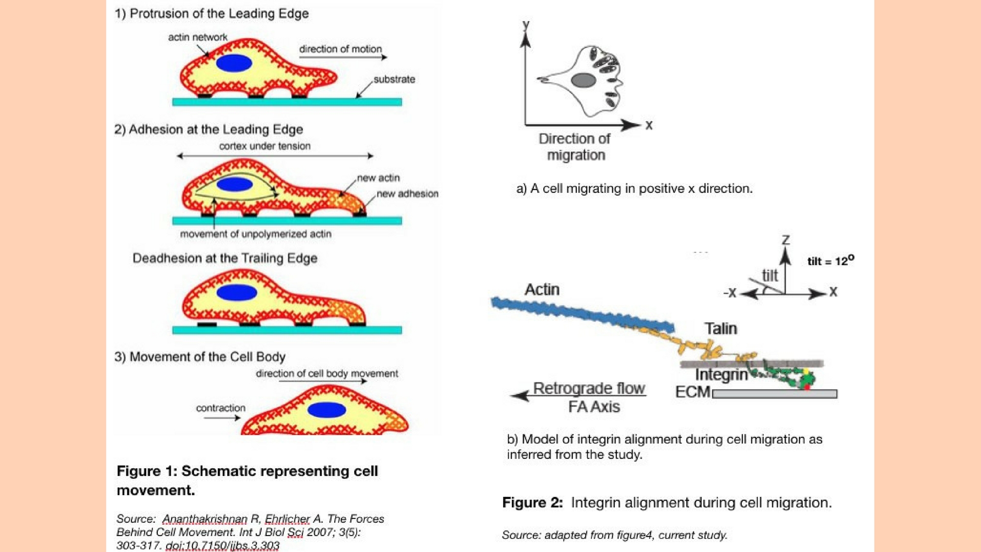 A new study reveals insights into the molecular ordering of integrins ...