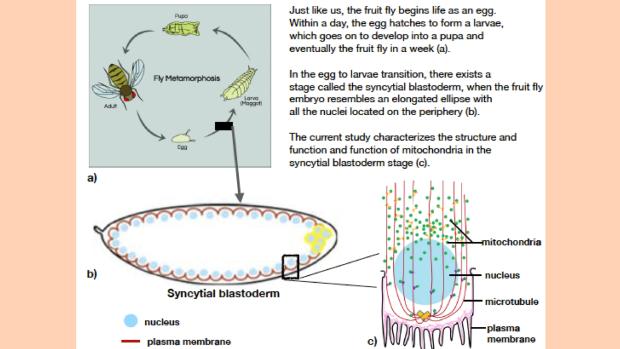 Mitochondria in fruit fly embryogenesis: Round, dynamic and active ...