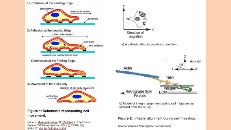 A new study reveals insights into the molecular ordering of integrins ...